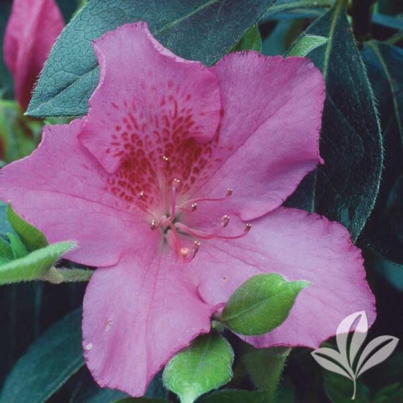 Perino's Garden Center - Azalea Lavender Formosa #3 Pot