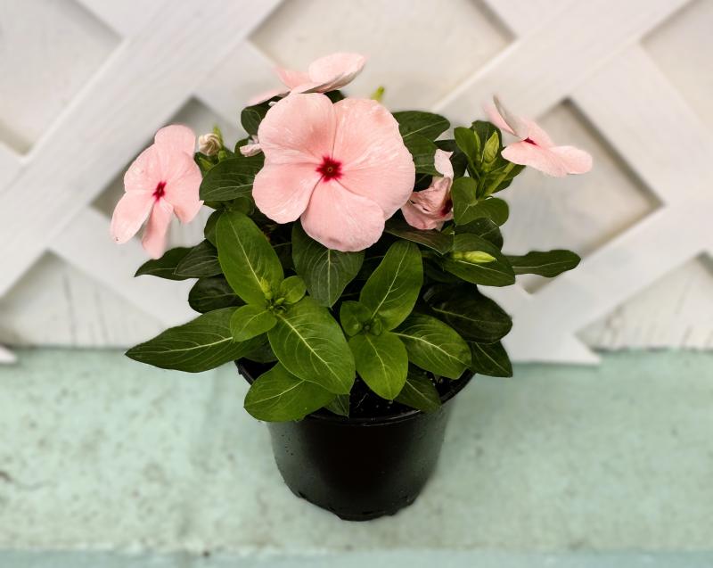 Perino's Garden Center - Vinca Upright Color 4"