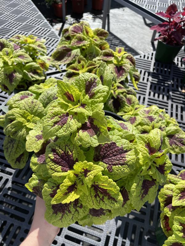 Perino's Garden Center - Sun Coleus Stained Glassworks Raspberry Tart 6"