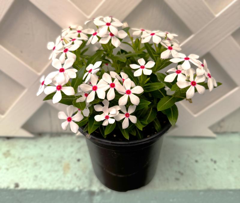 Perino's Garden Center - Vinca Soiree Kawaii White Peppermint 5"
