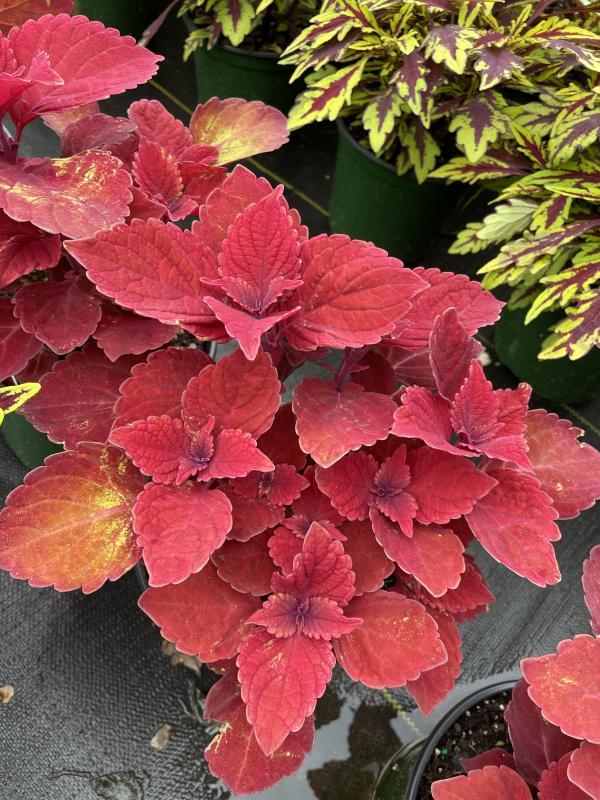 Perino's Garden Center - Sun Coleus Ruby Slipper 6"