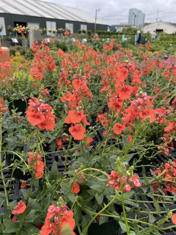 Perino's Garden Center - Diascia Trinity Sunset 6"