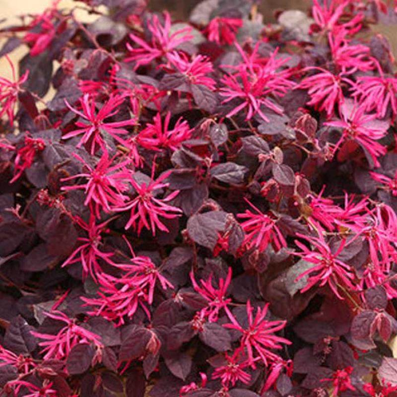 Perino's Garden Center - Loropetalum Jazz Hands Bold #3 Pot