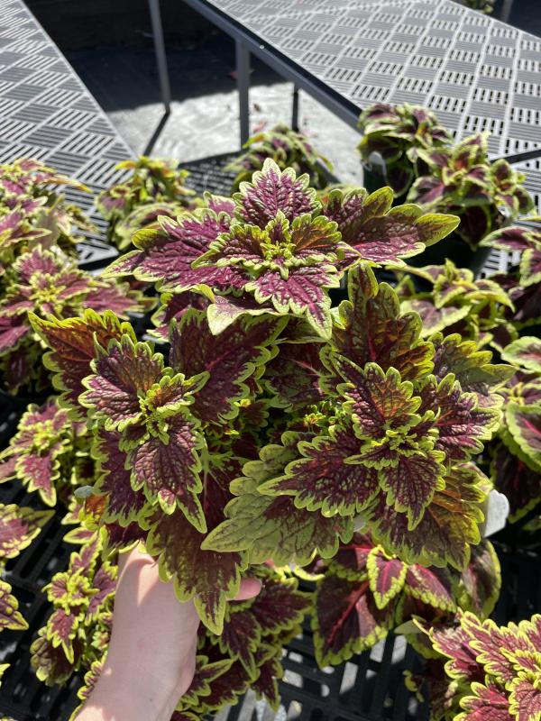 Perino's Garden Center - Sun Coleus Mainstreet Bourbon Street 6"