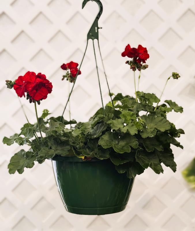 Perino's Garden Center - Geranium Calliope Cascade Violet 10"