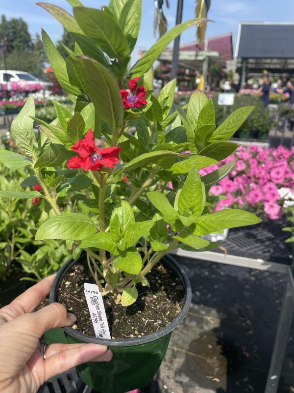 Perino's Garden Center - Cuphea Sweet Talk Red #2 Pot
