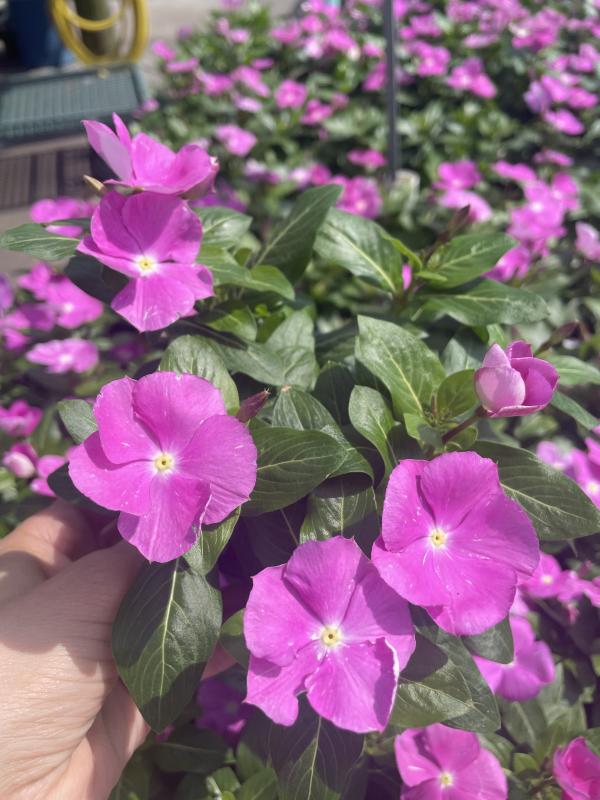 Perino's Garden Center - Vinca Upright Color 4"