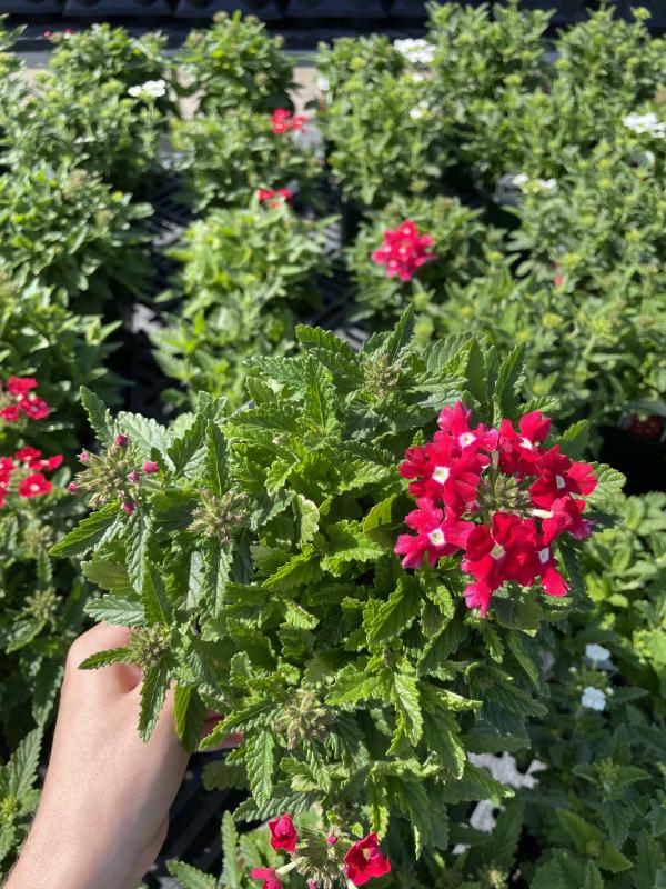 Perino's Garden Center - Verbena Cadet Upright Red 6"