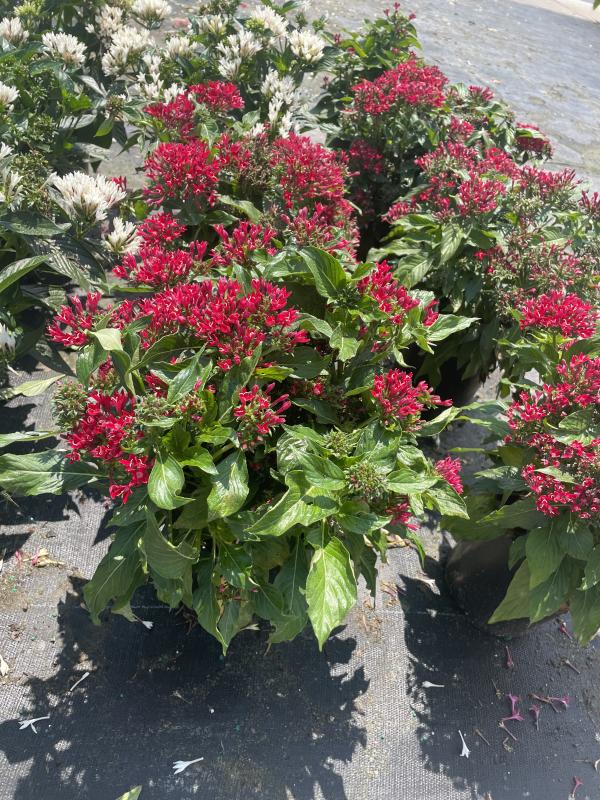 Perino's Garden Center - Pentas Starcluster Red #1 Pot