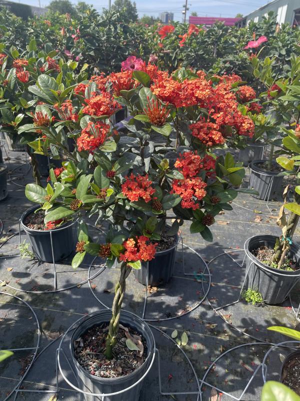 Perino's Garden Center - Ixora Braid 10"