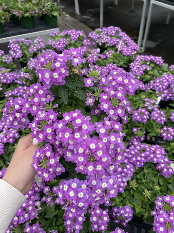 Perino's Garden Center - Verbena Vanessa Compact Optik Lavender 6"